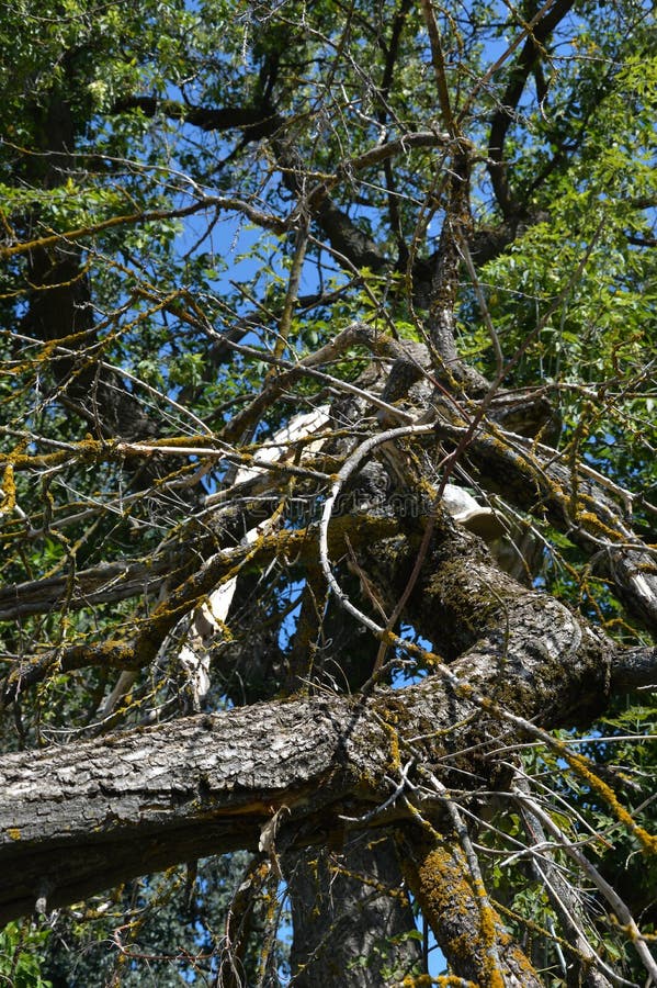 A Broken Tree Branch. the Bark of the Trunk. Background for the Design ...