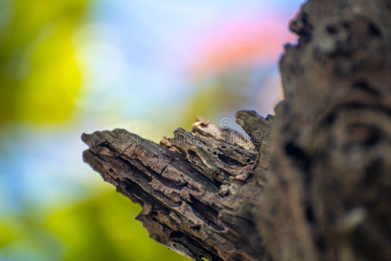 Broken Tree Branch Close Up. Old and Huge Dead Tree Stock Image - Image ...