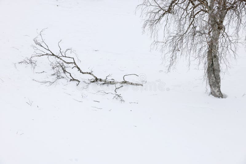 150 Broken Tree Branch Snow Field Stock Photos - Free & Royalty-Free ...