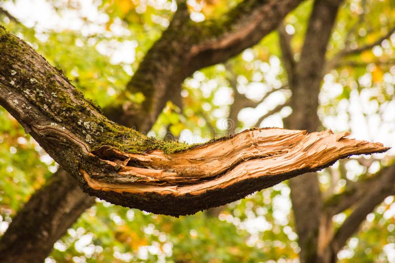 Broken Branch Stock Images - Download 7,777 Royalty Free Photos
