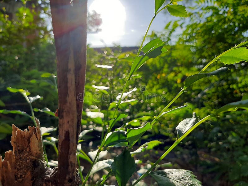 Broken Tree Branch in the Garden Stock Photo - Image of garden, branch ...