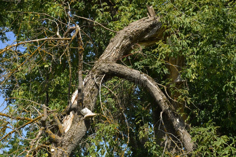 A Broken Tree Branch. the Bark of the Trunk. Background for the Design ...