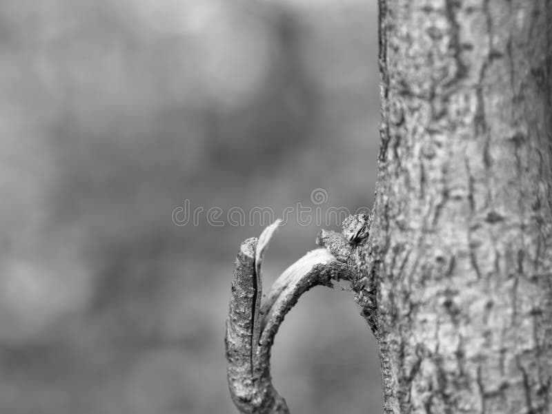 Broken Tree Branch Hanging from the Tree Trunk in the Forest on Blurred ...