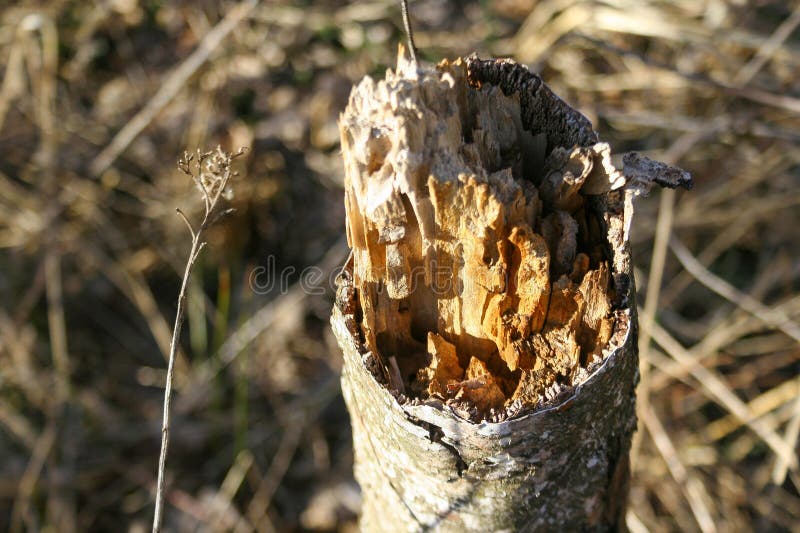 Broken Tree. a Tree Branch that Has Broken. Forest Stock Image - Image ...