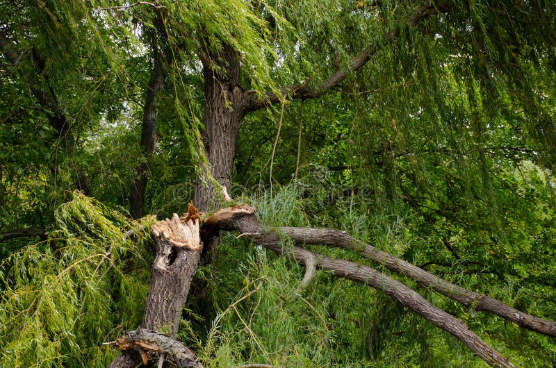 Aftermath Damaged and Collapsed Roof on Ruined House with Wooden ...