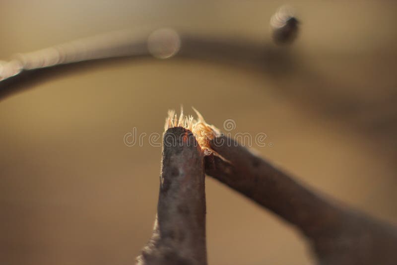 Broken tree branch stock photo. Image of green, river - 76508648
