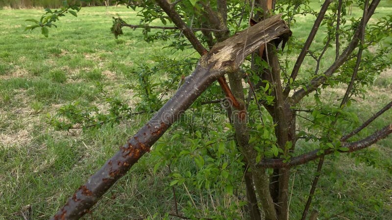Broken Tree Branch in the Park Stock Video - Video of parko, field ...