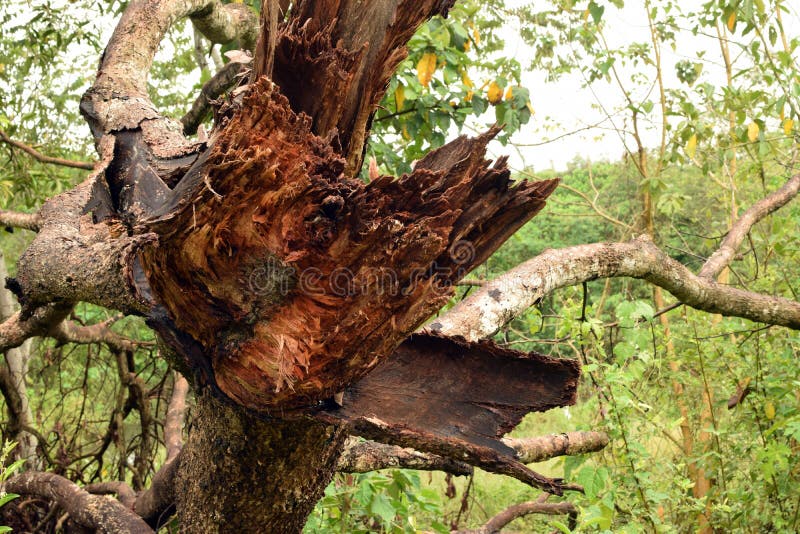 Broken Tree Branch. Textures, Background Stock Photo - Image of ...