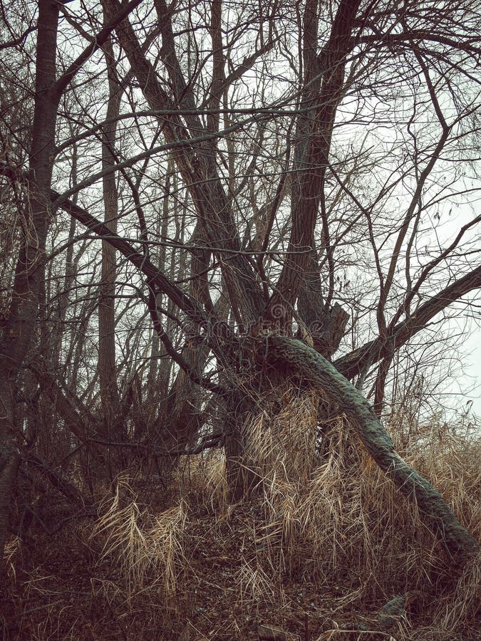 Broken tree branches stock image. Image of plant, branch - 171429439