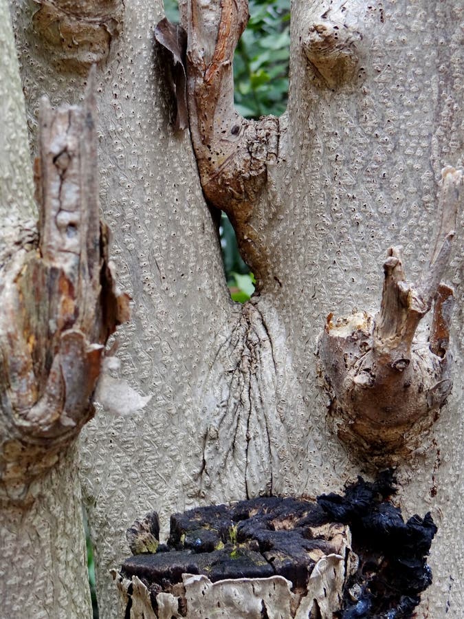 Broken tree branches stock image. Image of background - 66247137