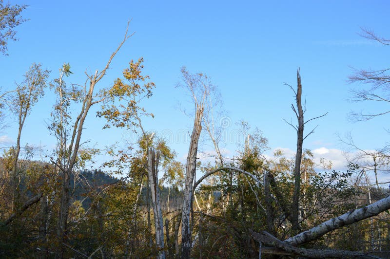 Broken tree branches stock image. Image of severe, deterioration ...