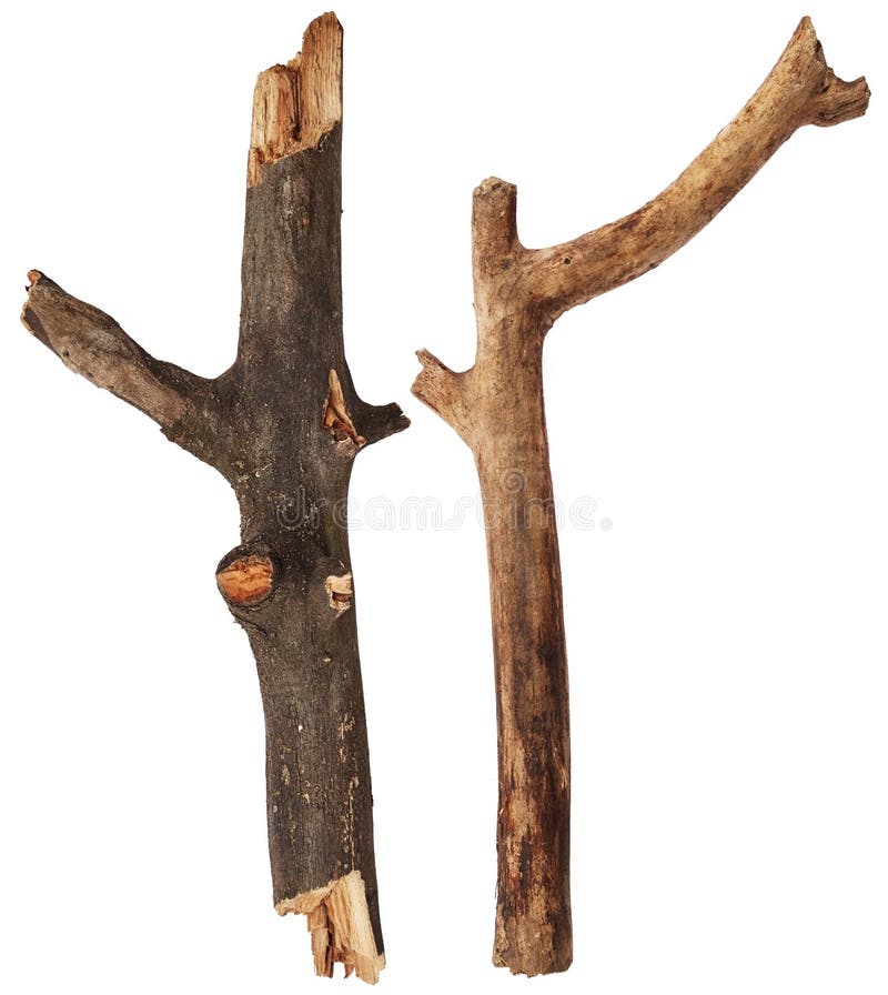 Broken tree branches stock photo. Image of rotten, macro - 56158678