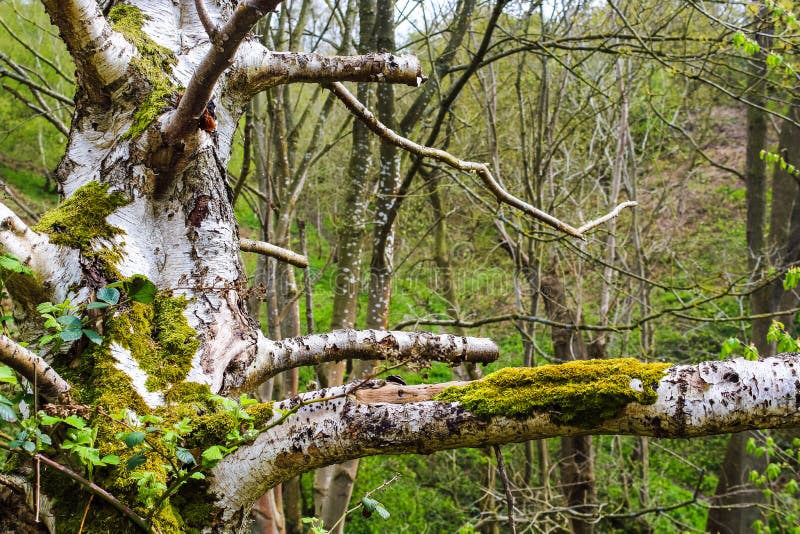 Broken Tree Branches in the Natures Forest Stock Photo - Image of ...