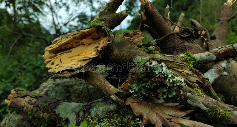 Broken Tree Branches Overgrown with Green Fungus Stock Image - Image of ...