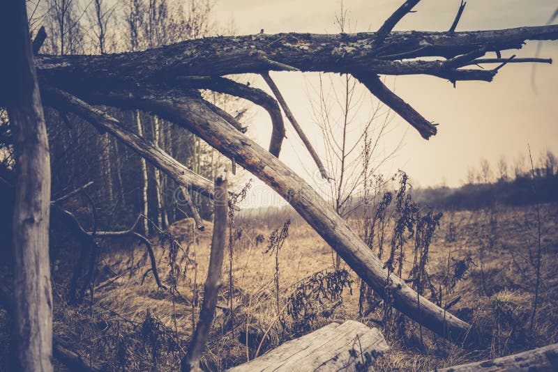 Spooky Big Branches Broken Trees Forest Photos - Free & Royalty-Free ...