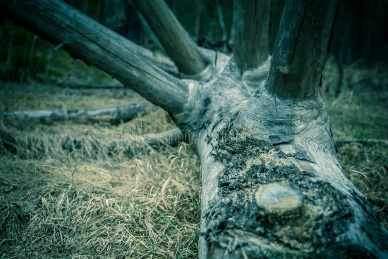Broken Tree Branches stock photo. Image of summer, wood - 94954678