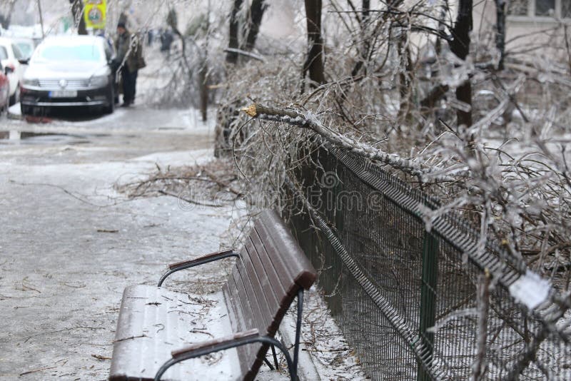 Broken Tree Branches on the Sidewalk Due To the Weight of the Ice after ...