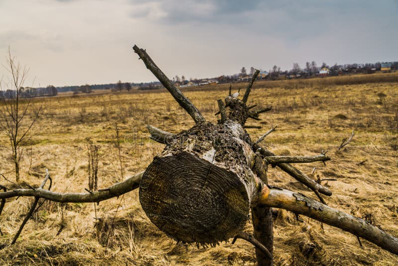 Broken Tree Branches stock photo. Image of dead, wood - 94954666