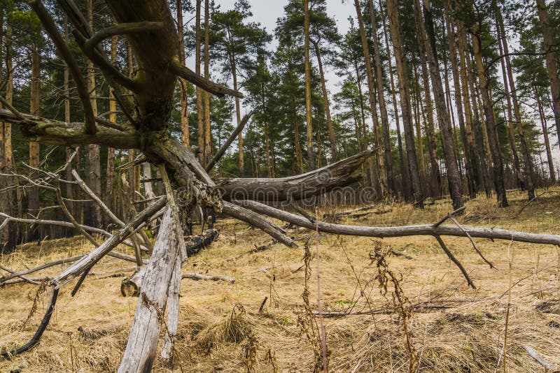 Broken Tree Branches stock image. Image of weather, hurricane - 95328465