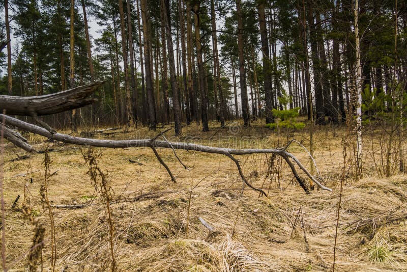 Broken Tree Branches stock photo. Image of park, landscape - 95328716