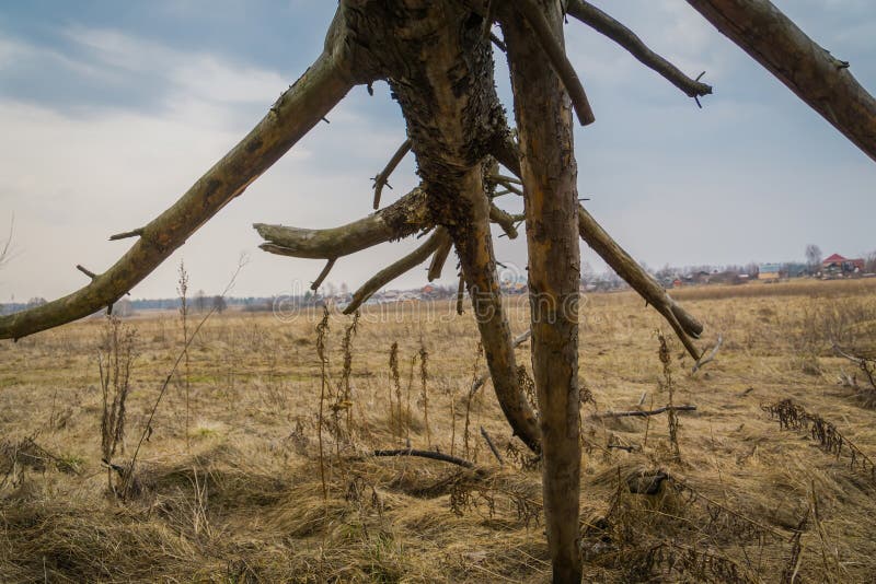 Broken Tree Branches stock image. Image of forest, park - 95711381