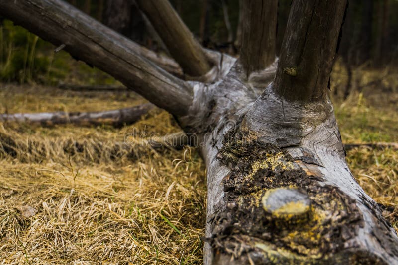 Broken Tree Branches stock photo. Image of park, weather - 95328754