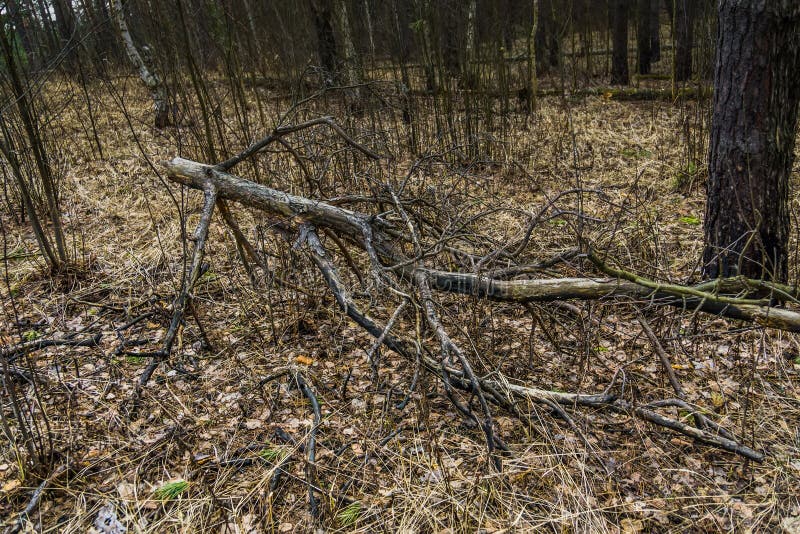 Broken Tree Branches stock image. Image of storm, hurricane - 95713507