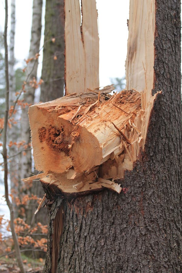 Broken tree stock image. Image of gdynia, material, industry - 261209755