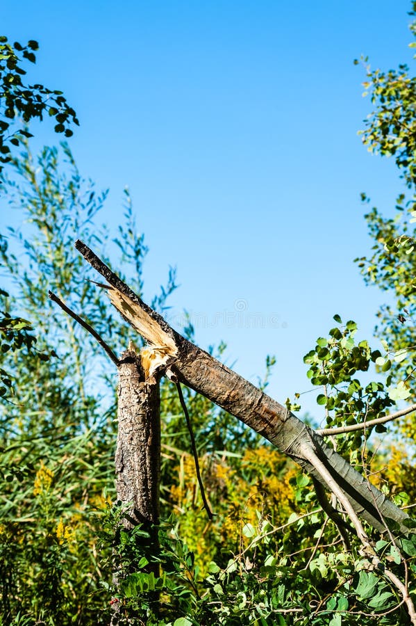 Broken Tree in Bushes Under Clear Blue Sky. Stock Photo - Image of ...
