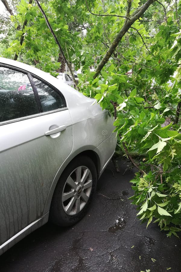 A Tree Fell on a Car during a Hurricane Stock Photo - Image of tree ...