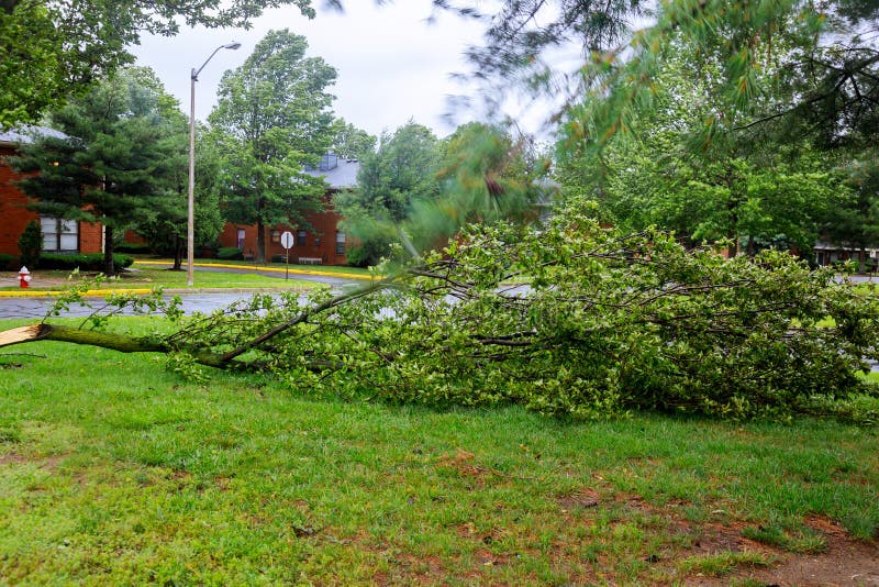 Broken Tree by City after during a Hurricane Stock Photo - Image of ...