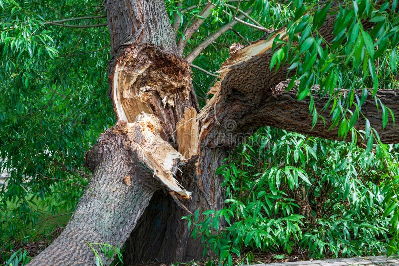 Broken Tree stock image. Image of destroy, dead, wood - 14753255