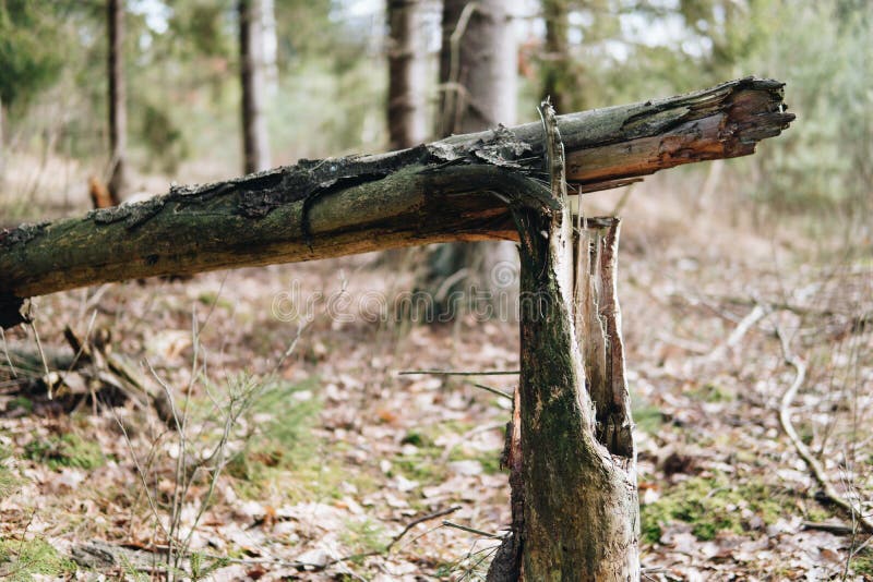 Broken tree stock image. Image of green, broken, insurance - 139076627