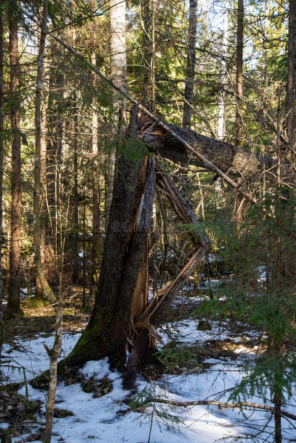 Broken Tree with Cracked Bark in the Forest between Green Conifers and ...