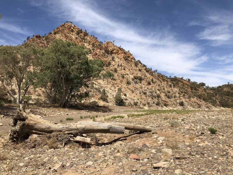 Broken Tree in the Desert with Mountains Covered in Trees and a Blue ...