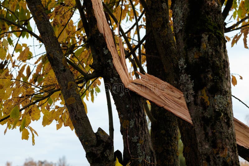 Broken tree stock image. Image of fractured, leaves - 108679019