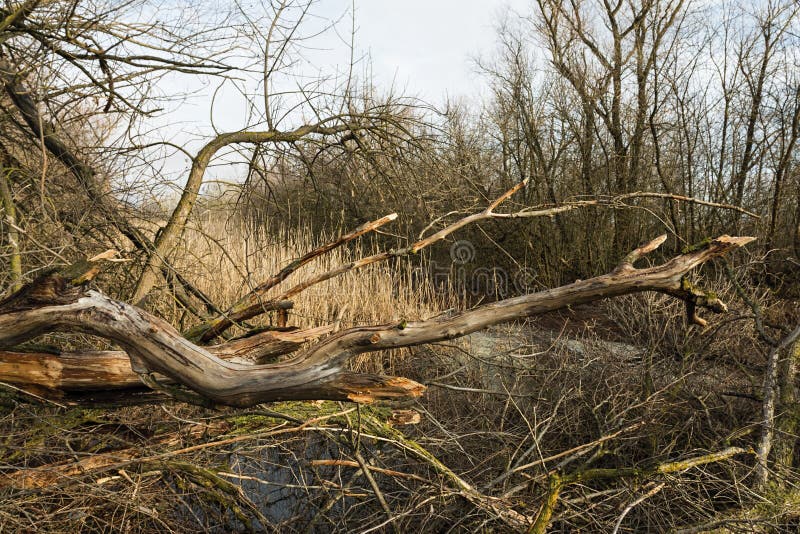 Broken Tree and Dry Branches in the Winter Forest. Stock Photo - Image ...