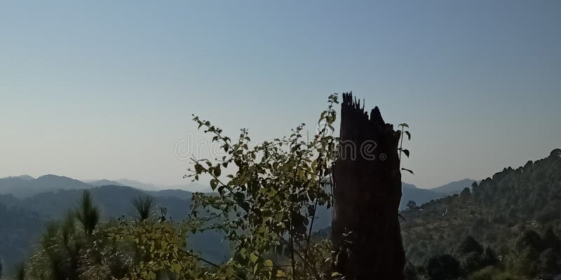 Broken tree on the edge stock photo. Image of morning - 166927012