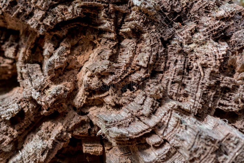 Broken Tree End View stock image. Image of broken, focus - 85252427