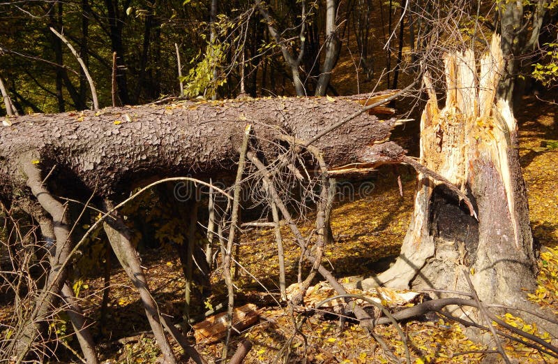 Broken tree stock photo. Image of fallen, natural, trees - 35075444