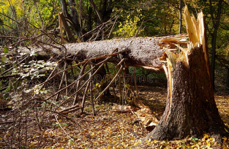 Broken tree stock photo. Image of fallen, branch, toppled - 35075444