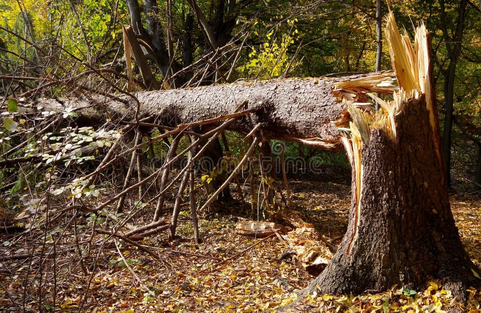 Broken tree stock photo. Image of fallen, branch, toppled - 35075444