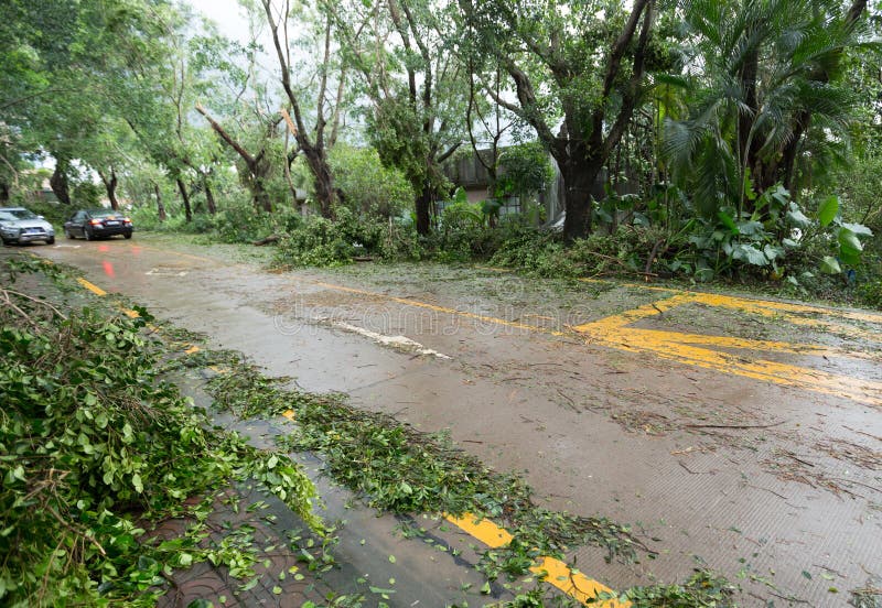 Broken tree fall down stock photo. Image of hurricane - 132817658