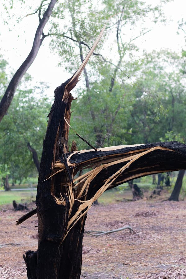 Broken Tree Fall Down after Heavy Storm Stock Photo - Image of ...