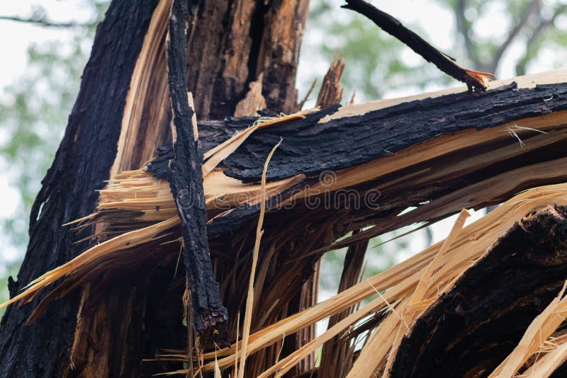 Broken Tree Fall Down after Heavy Storm Stock Photo - Image of ...