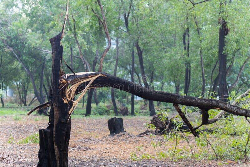 Broken Tree Fall Down After Heavy Storm Stock Image - Image of city ...