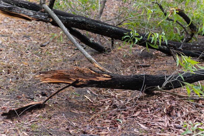 Broken Tree Fall Down after Heavy Storm Stock Image - Image of ...