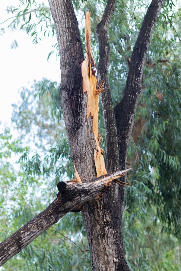 Broken Tree Fall Down after Heavy Storm Stock Photo - Image of hong ...