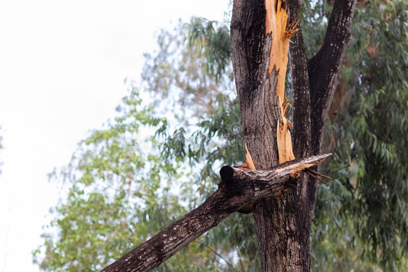 Broken Tree Fall Down after Heavy Storm Stock Photo - Image of danger ...