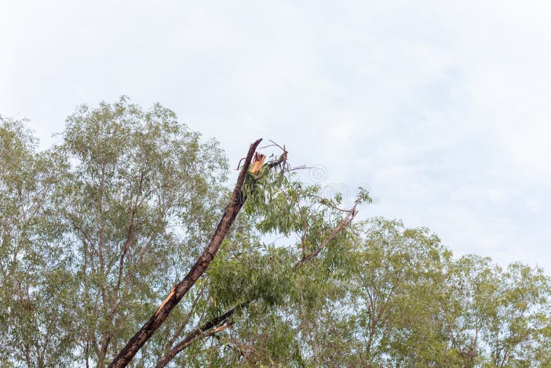 Broken Tree Fall Down After Heavy Storm Stock Photo - Image of heavy ...